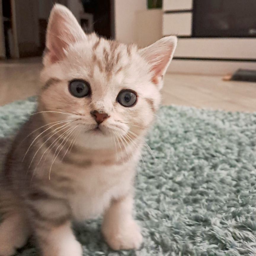 Чистокровные шотландские котята с документами