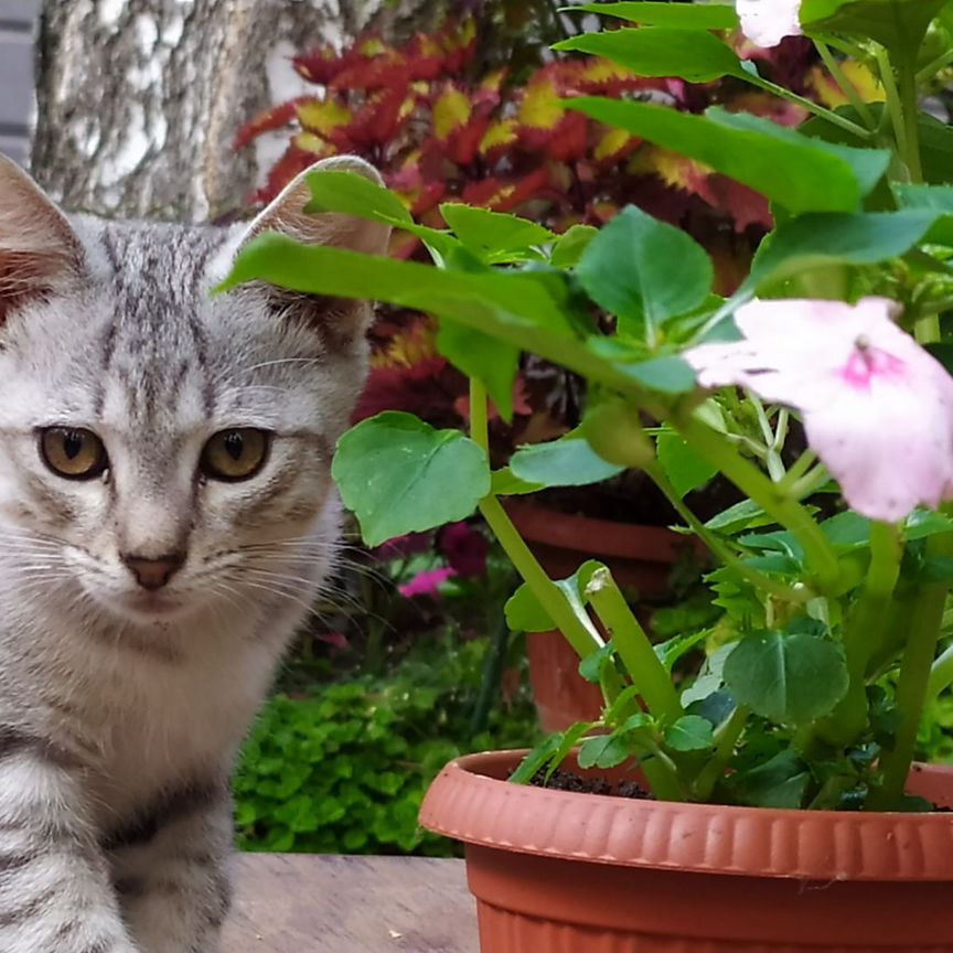 Котята в добрые руки. Спасите маленькую жизнь