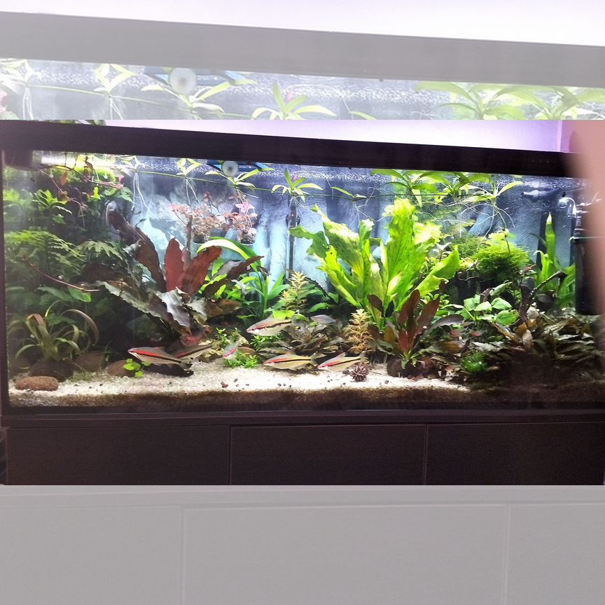 Аквариумные растения