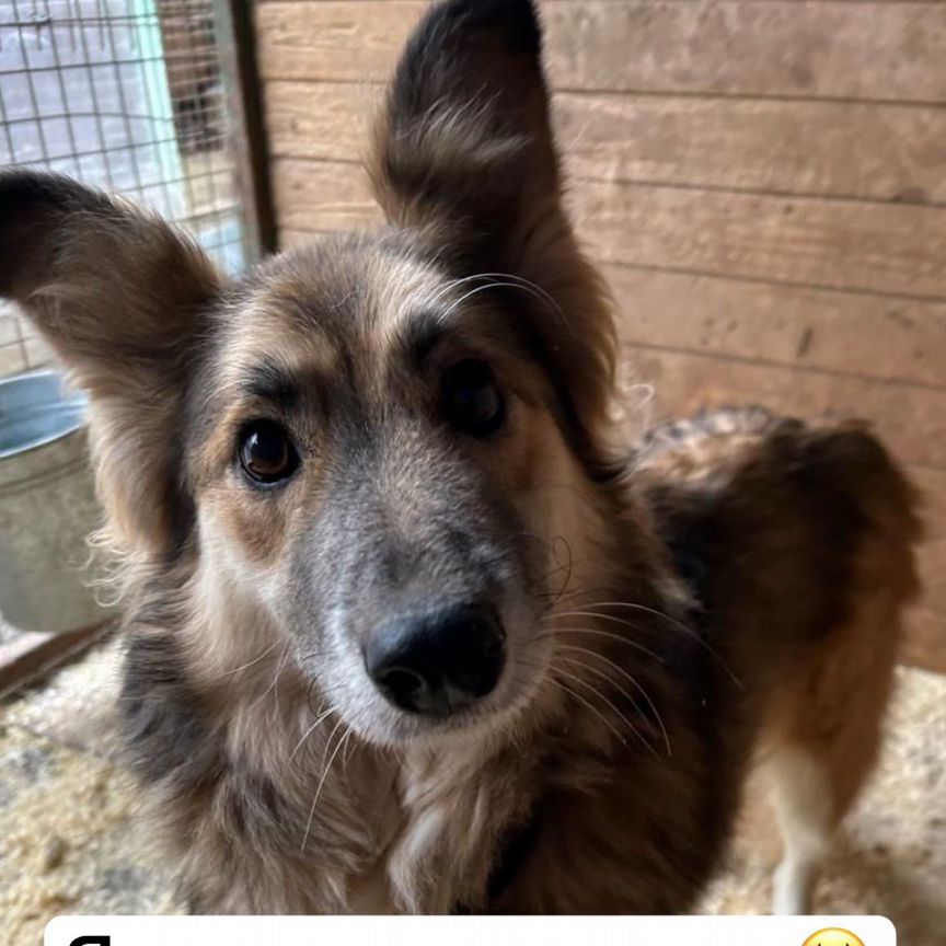 Немецкая овчарка, взрослая собака