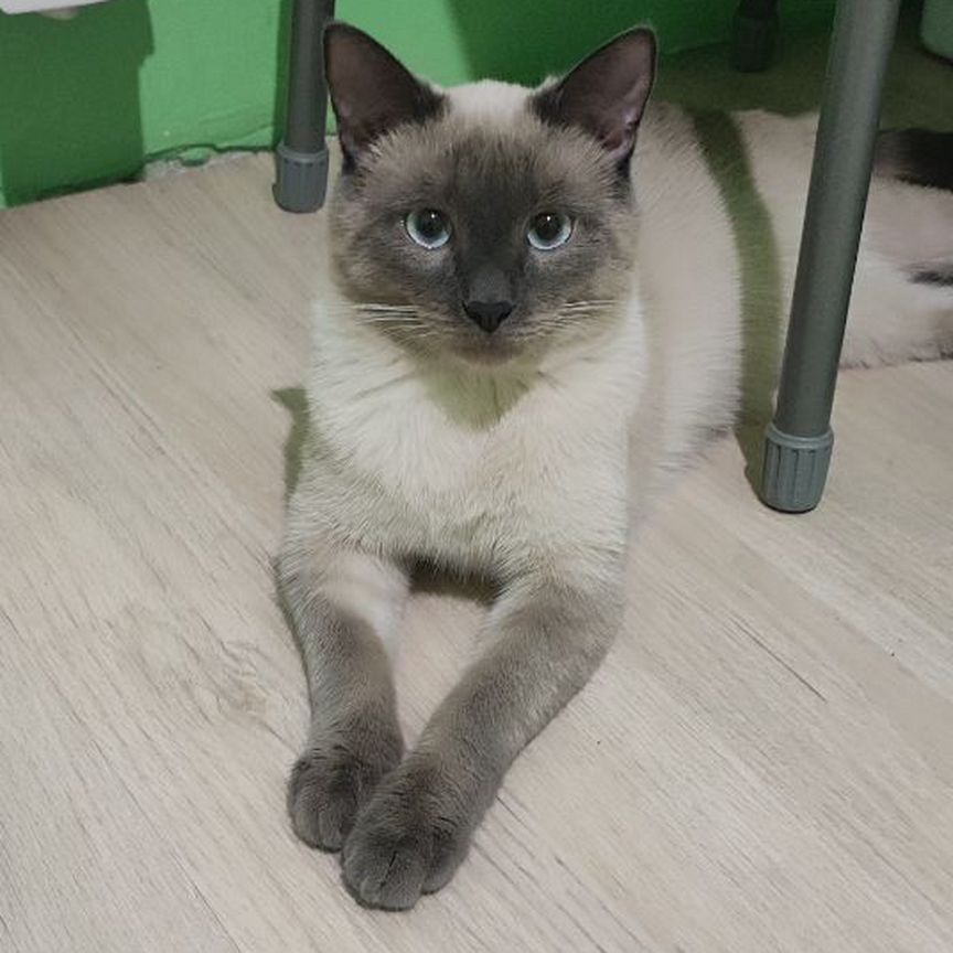 Тайский кот на вязку