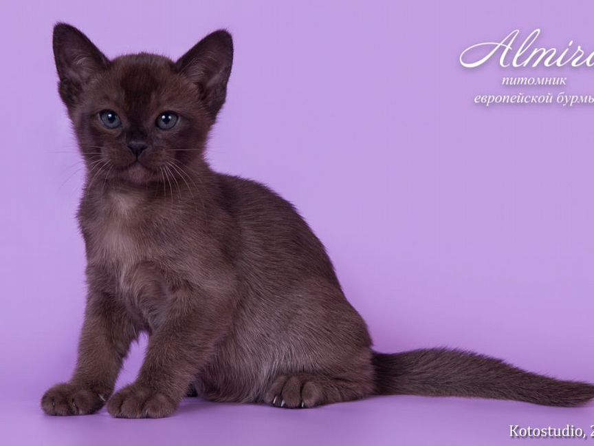 Соболиный котик из питомника