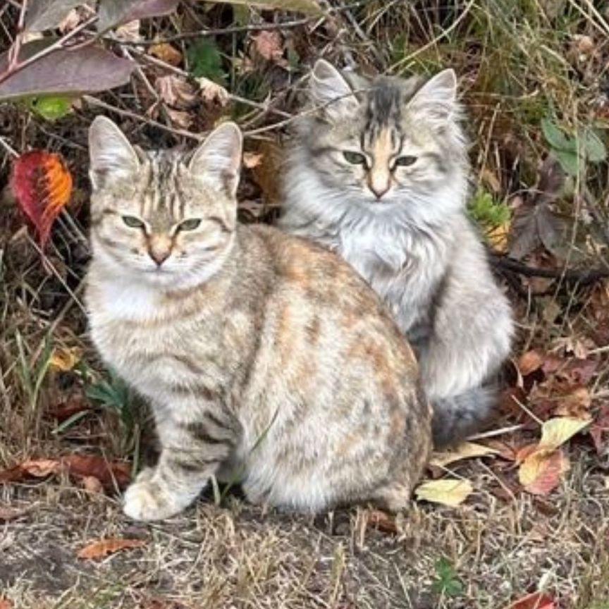 Котята пушистые бесплатно в добрые руки