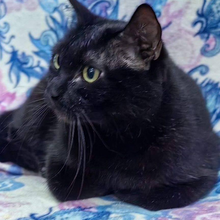 Взрослый кот в добрые руки