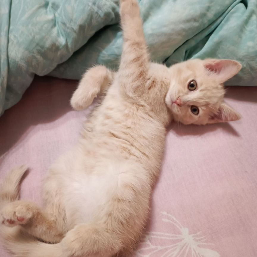 Доставлю котёнка