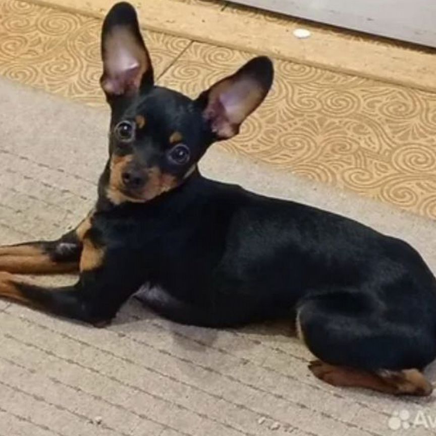 Русский той-терьер, взрослый пёс