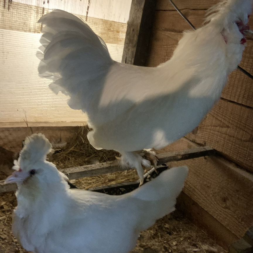 Султанки курочка и петушок