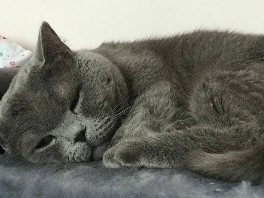 Британский кот