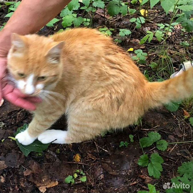 Рыжий котик выброшен хозяевами на улицу
