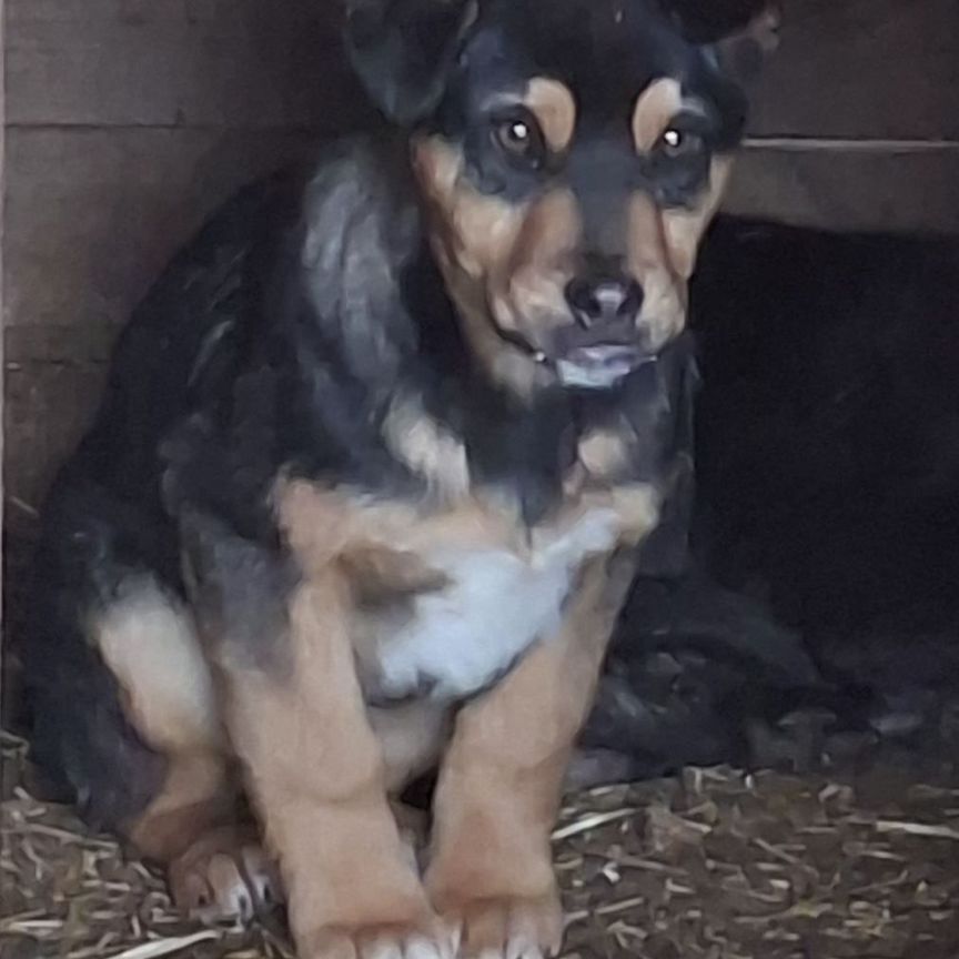 Щенок в добрые руки