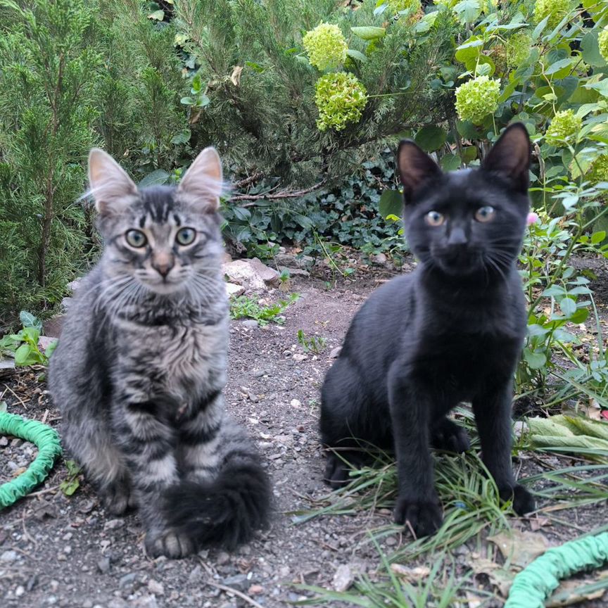 Котики в добрые руки