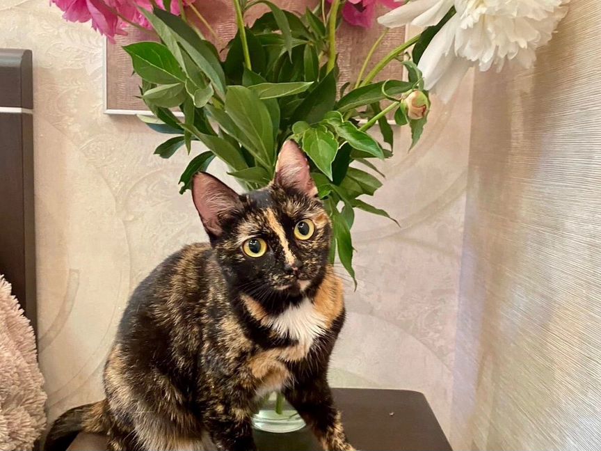 Яркая молоденькая и очень ласковая кошечка