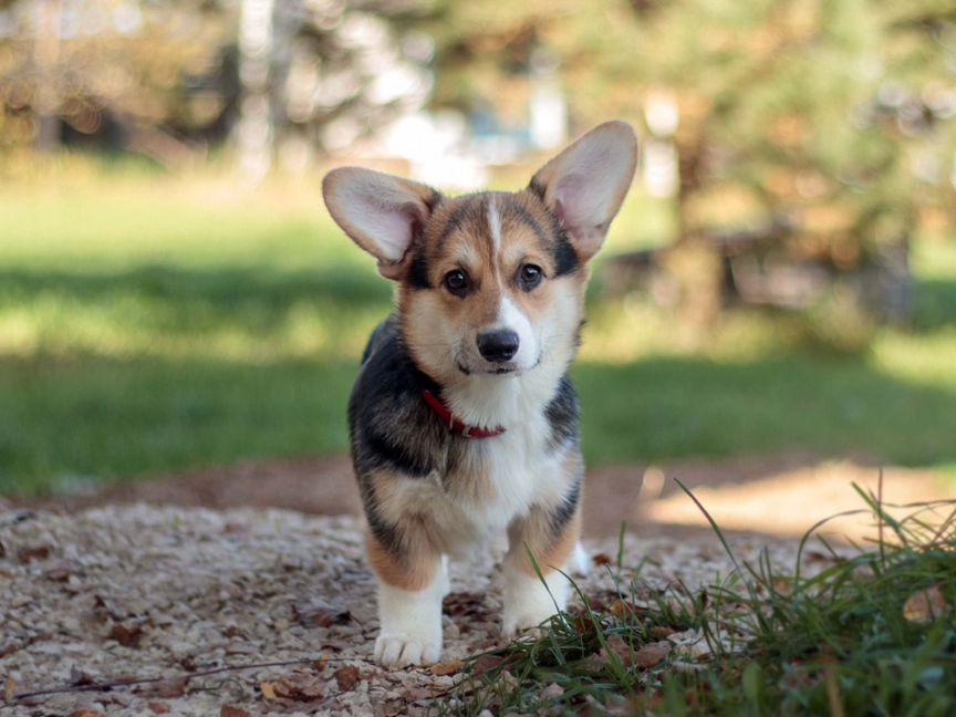 Компанейская девчонка корги