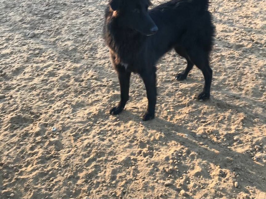 Пушинка помесь ретривера