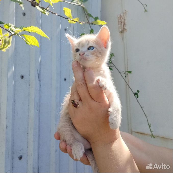 Котятки в хорошие руки