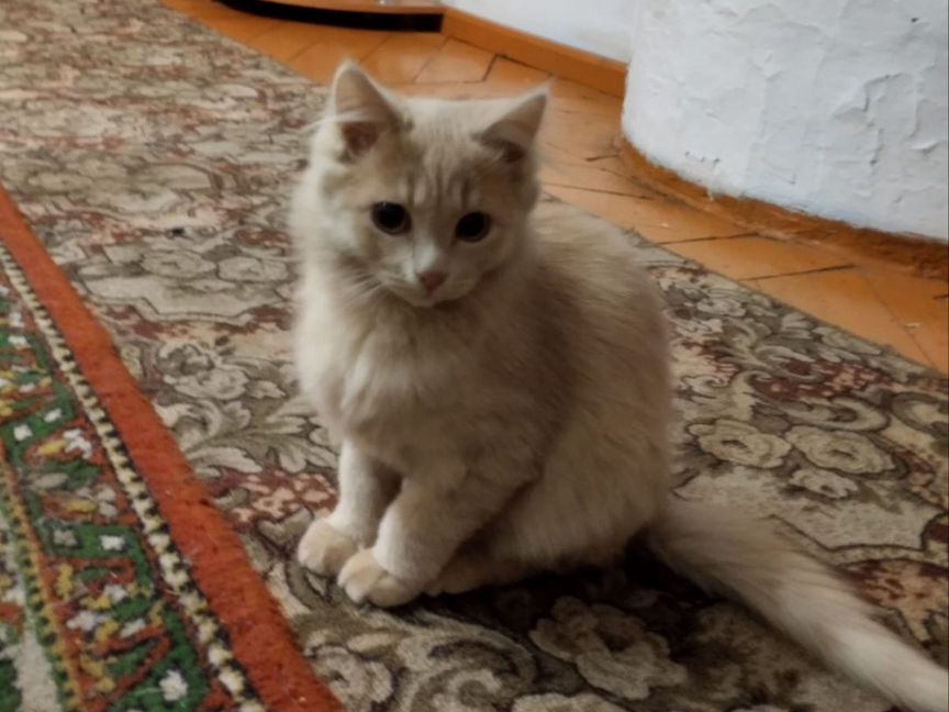 Отдам котят персиковый мальчик пятнистая кошка