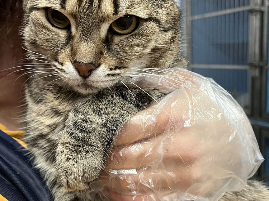 Кошка невидимка из приюта ищет дом