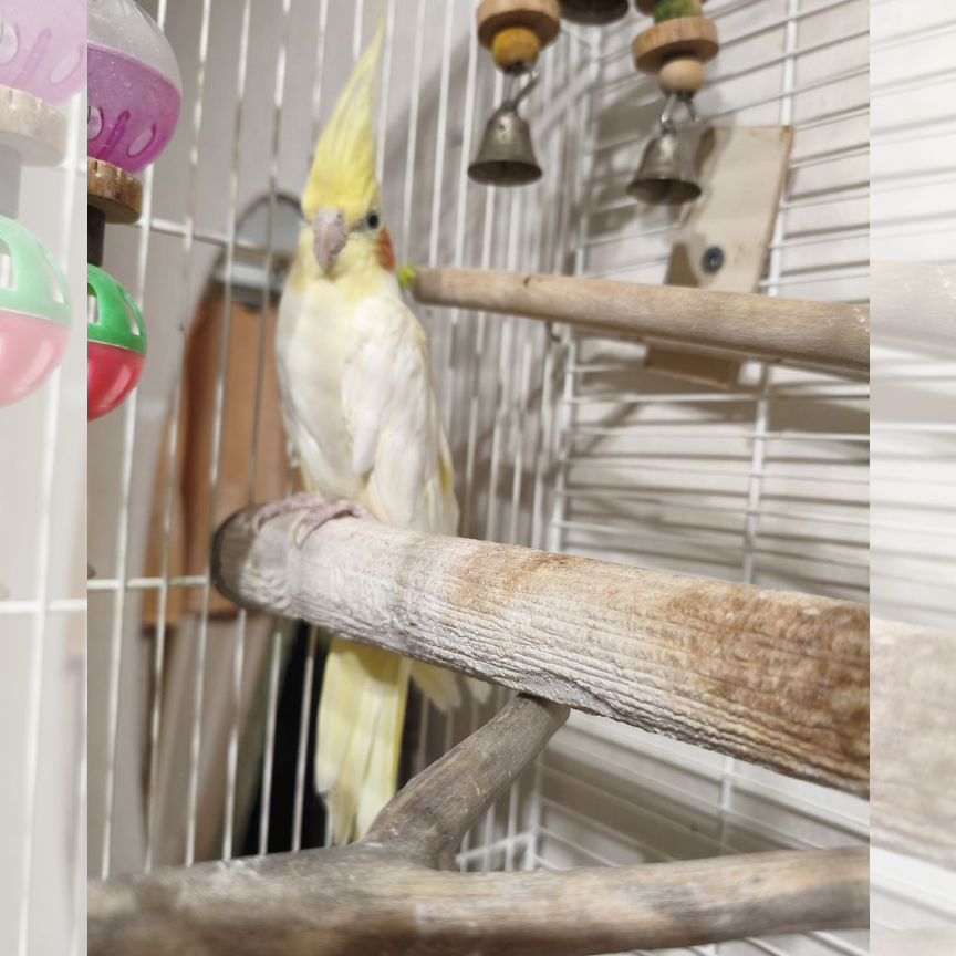 Попугай корелла мальчик