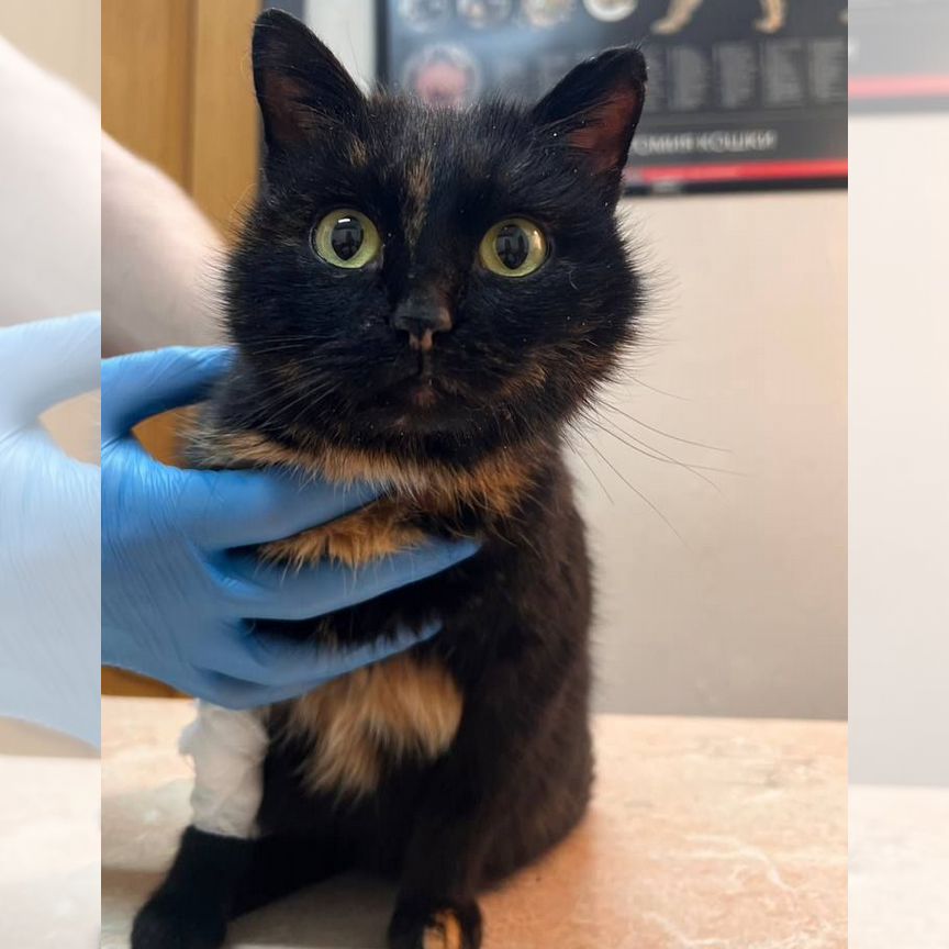 Взрослая, кошка в добрые руки