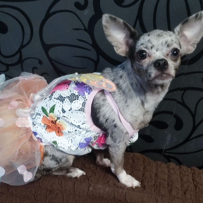 Чихуахуа, взрослая собака