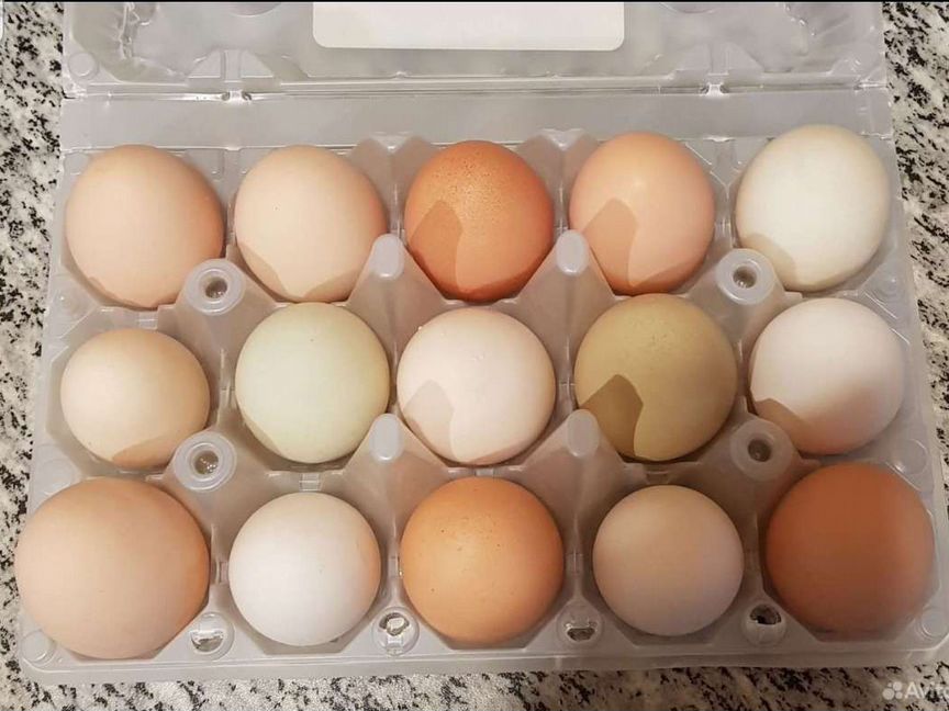 Инкубационное яйцо