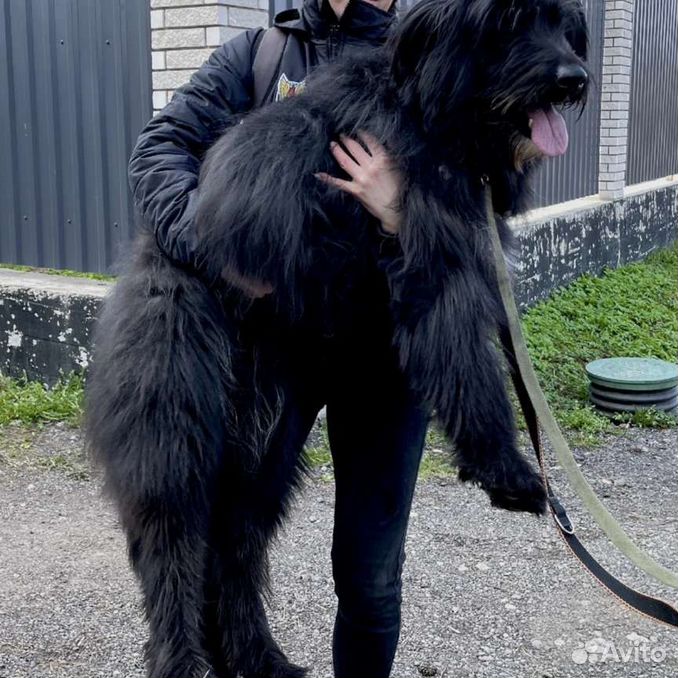Альфу нужен дом и свой человек