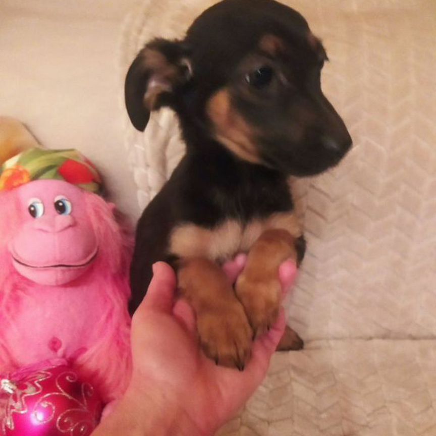 Щенок в добрые руки