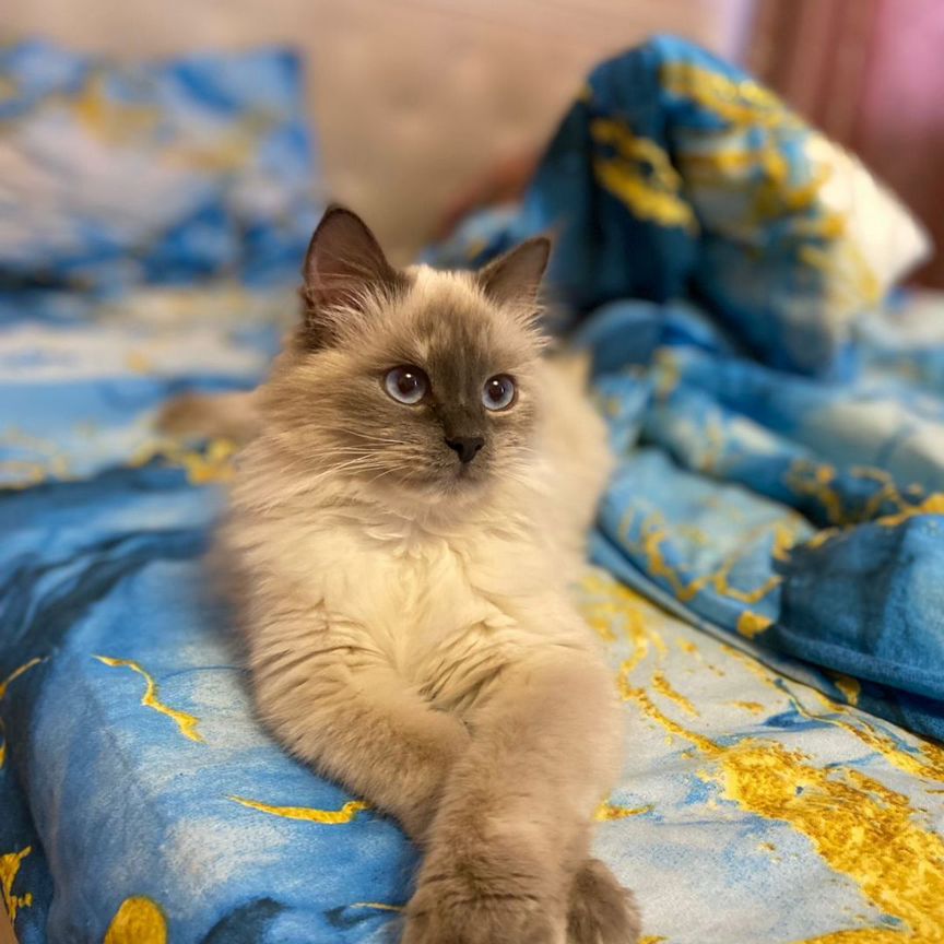 Ищем жениха Невская маскарадная