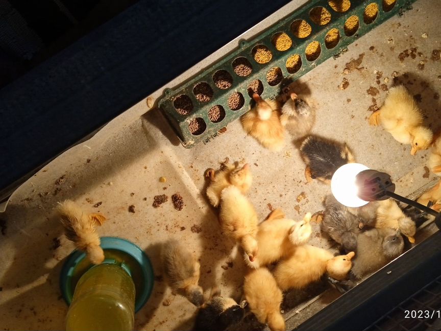 Продаю Утят