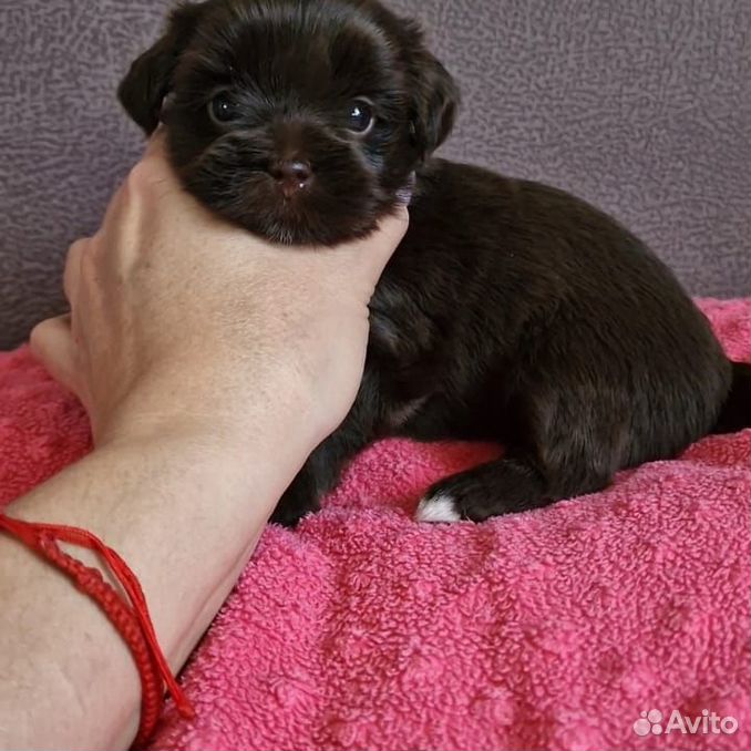 Шоколадные комочки счастья