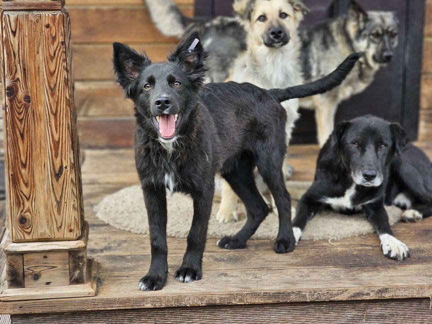 Щенок Черныш 6 мес ищет добрую семью и дом