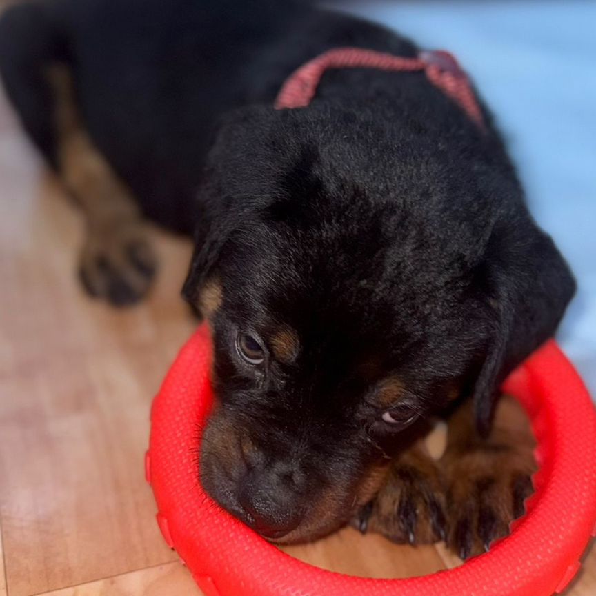 Ротвейлер, щенок