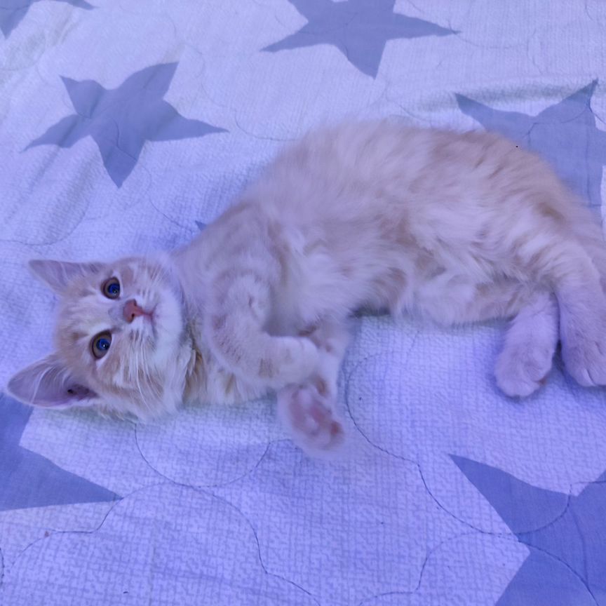 Котята