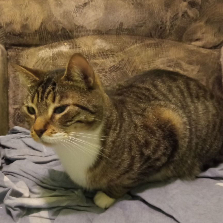 Добрейший кот