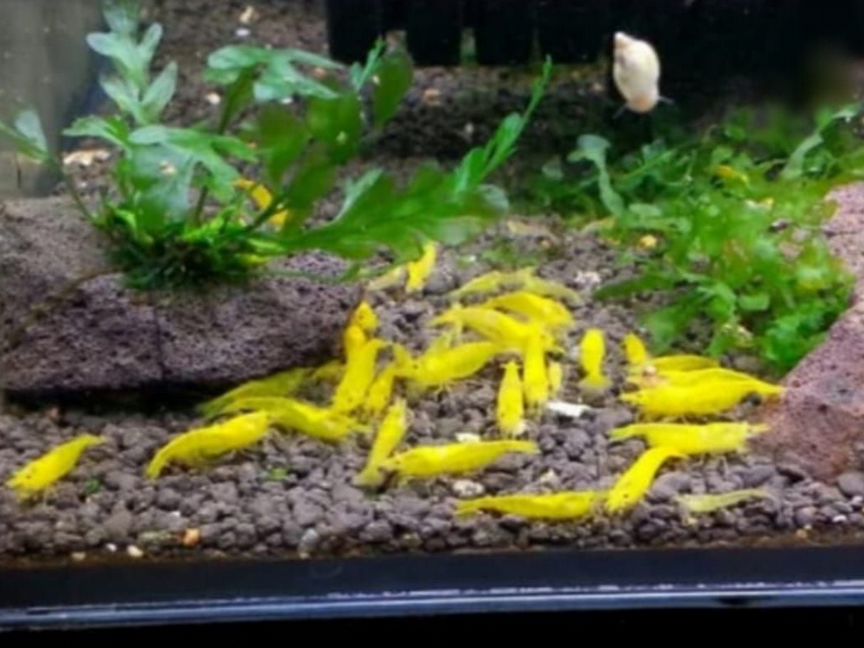 Креветки Жёлтый неон