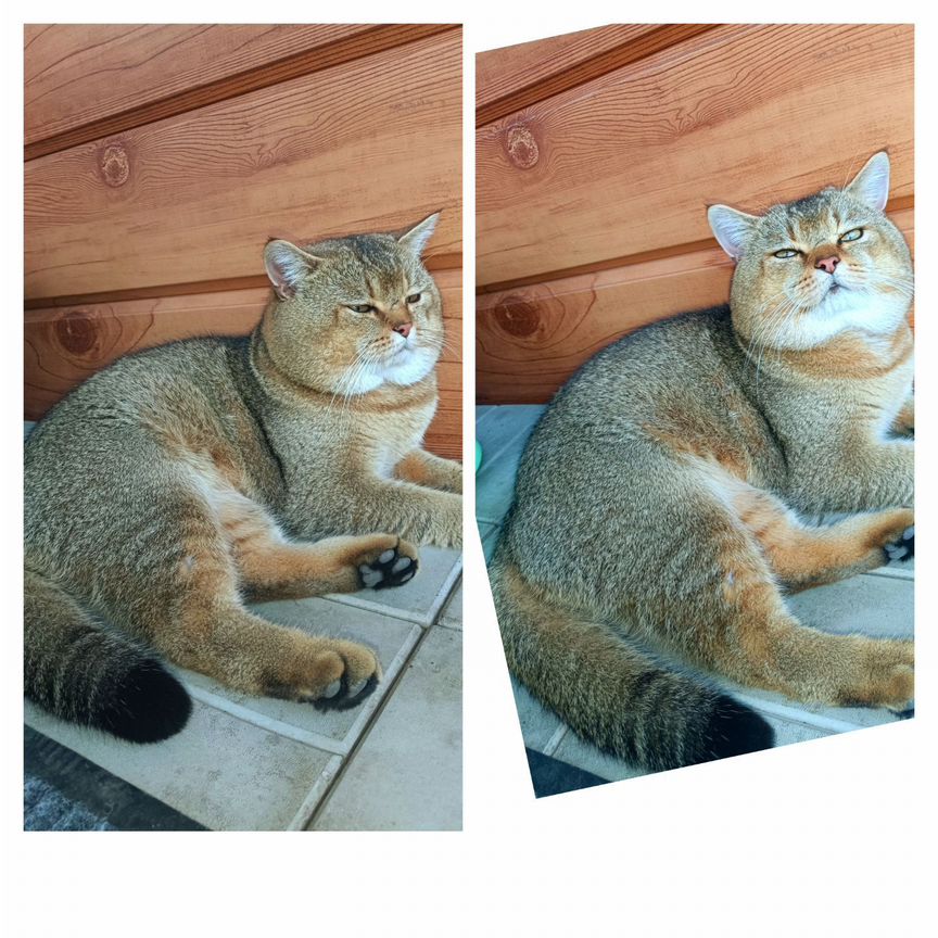 Кот Британский