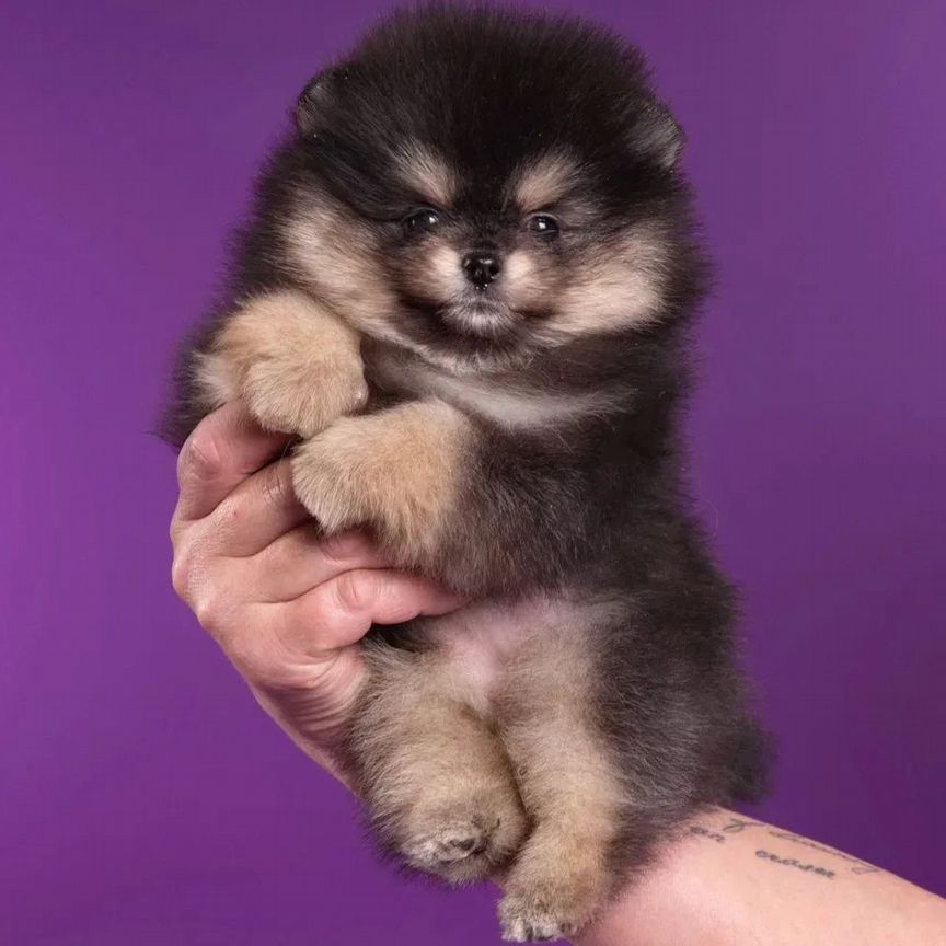 Померанский шпиц, щенок