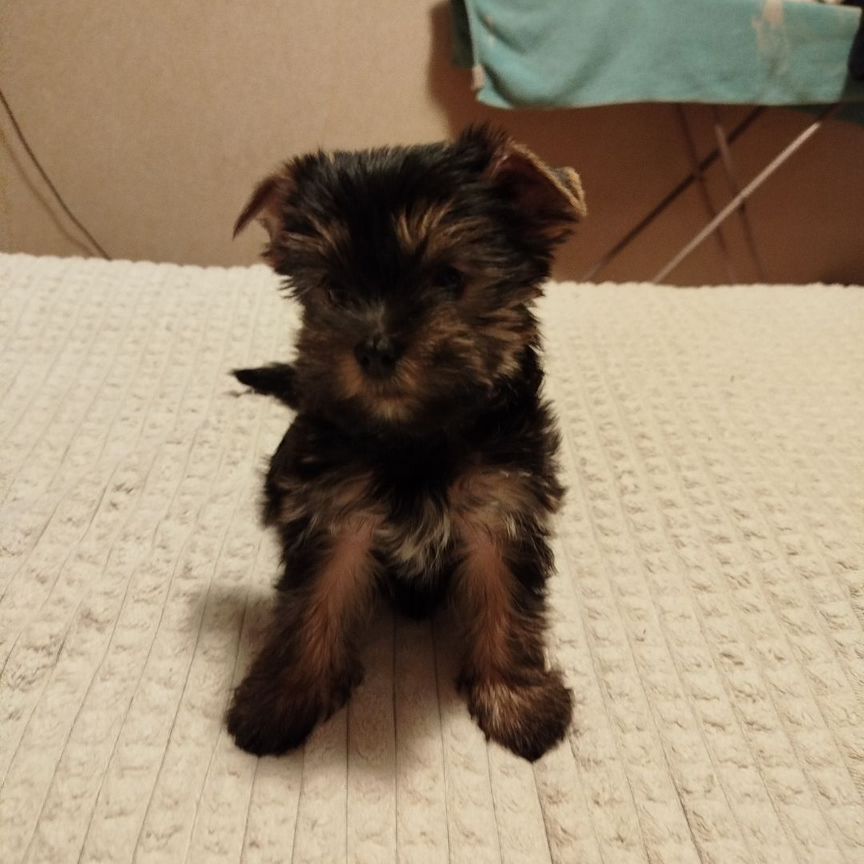 Йоркширский терьер