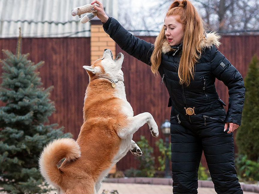 Акита ину вязка