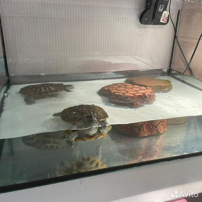 Красноухие черепахи 2 годика
