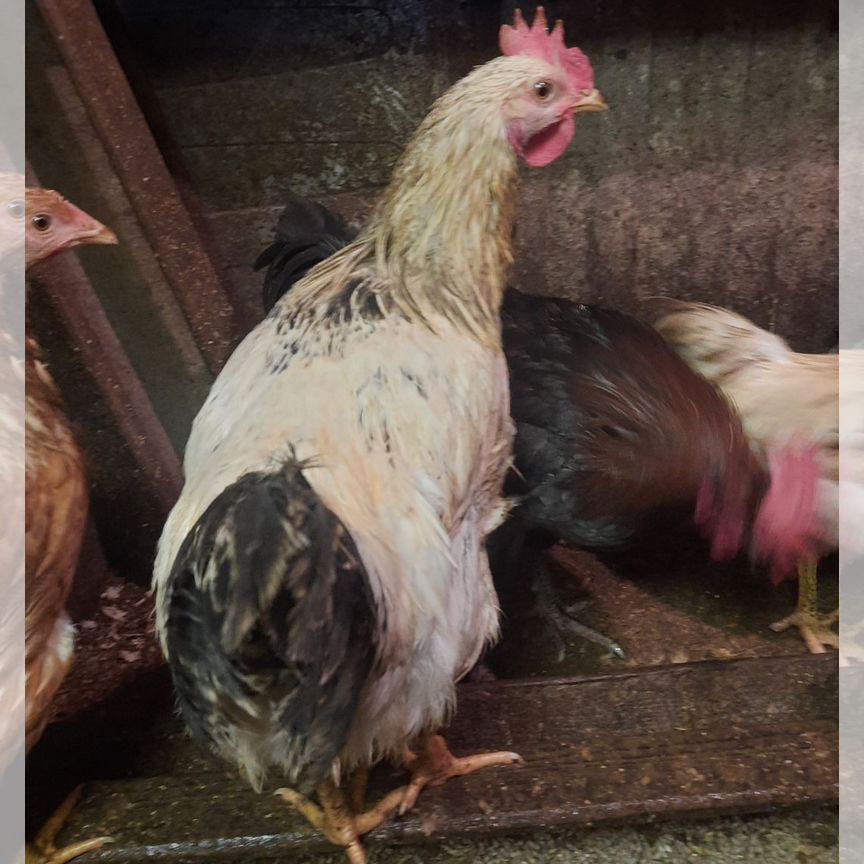 Куры,петушки