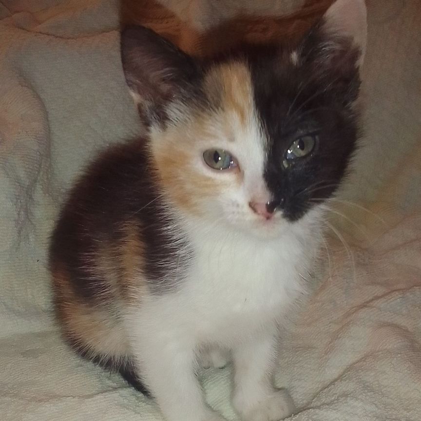 Отдаю в очень добрые руки