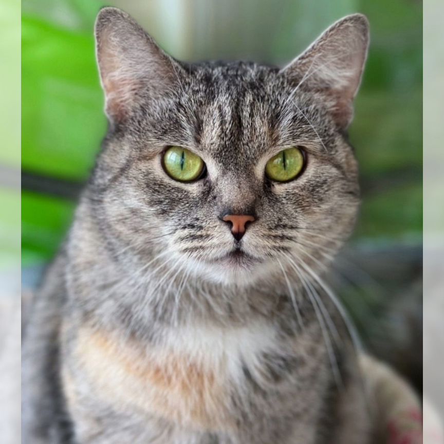 Взрослая, кошка в добрые руки