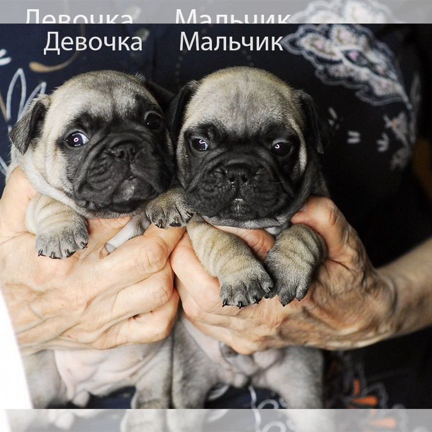 Щенки французского бульдога, Клуб РКФ