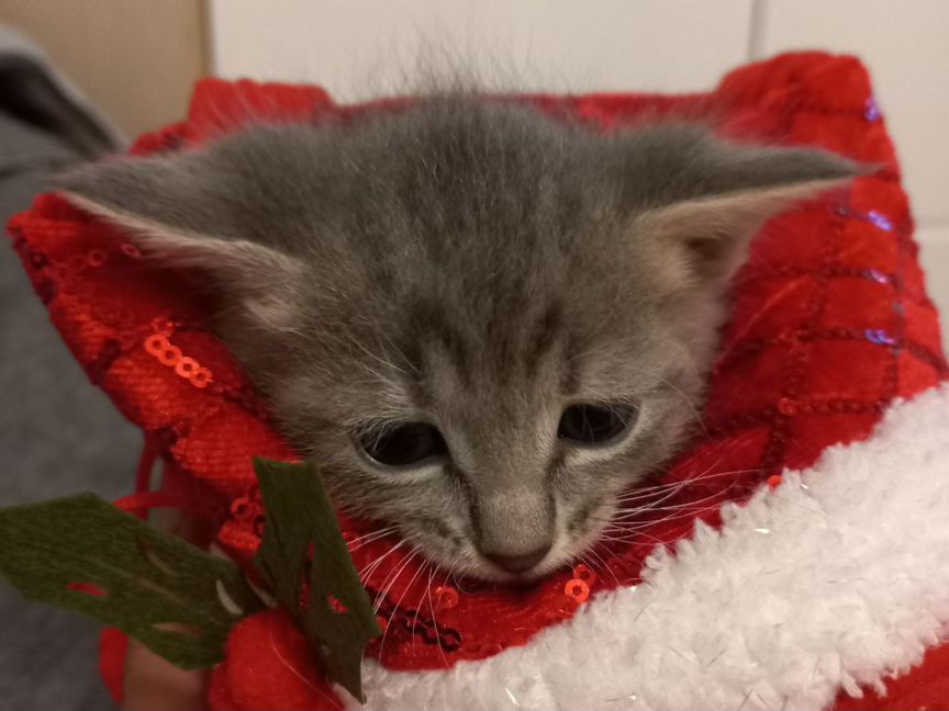 Котята в добрые руки 1 месяц