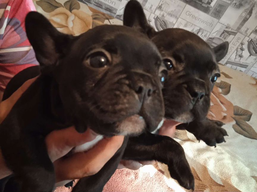 Французский бульдог щенки