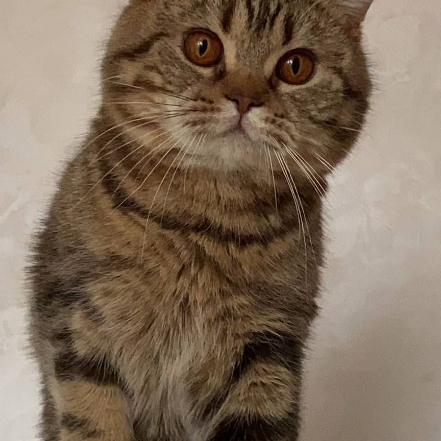Британский котик