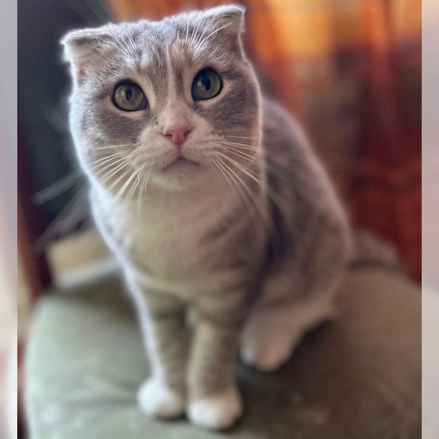 Кошка девочка Вива любит жизнь