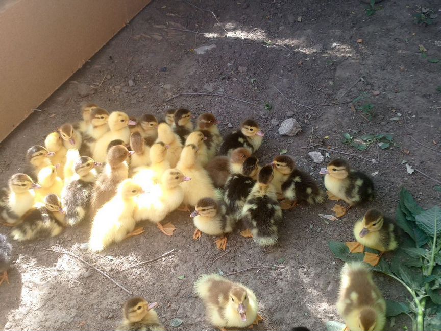 Индоутята суточные