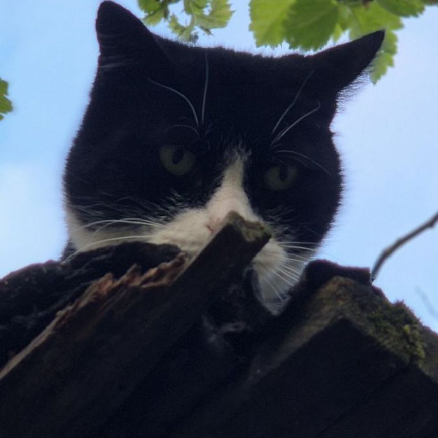 Котику нужен дом или передержка